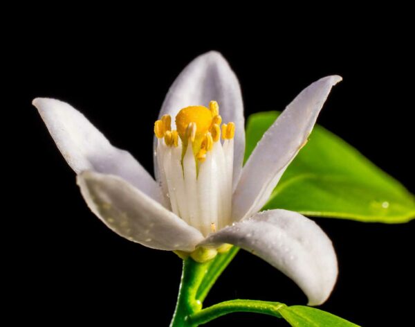 Beneficios y usos del aceite de azahar: una guía completa - MON